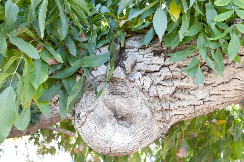 5 Types of Walnut Trees in Wisconsin (With Pictures) - 🐝 BootstrapBee ...