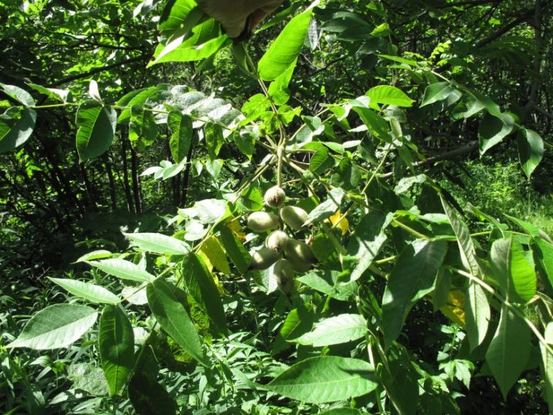 5 Types of Walnut Trees in Wisconsin (With Pictures) - 🐝 BootstrapBee ...