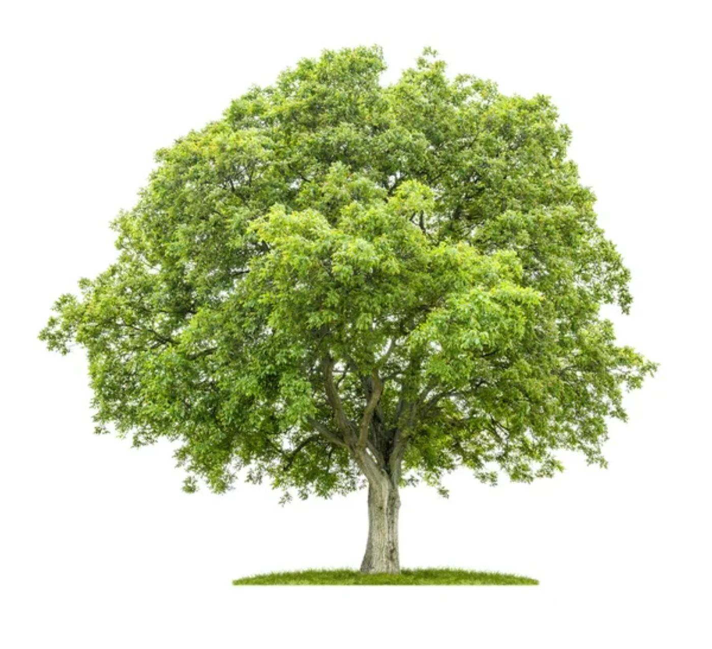 Value of Black Walnut Trees (30-50-100 Years Old) - 🐝 BootstrapBee.com ...