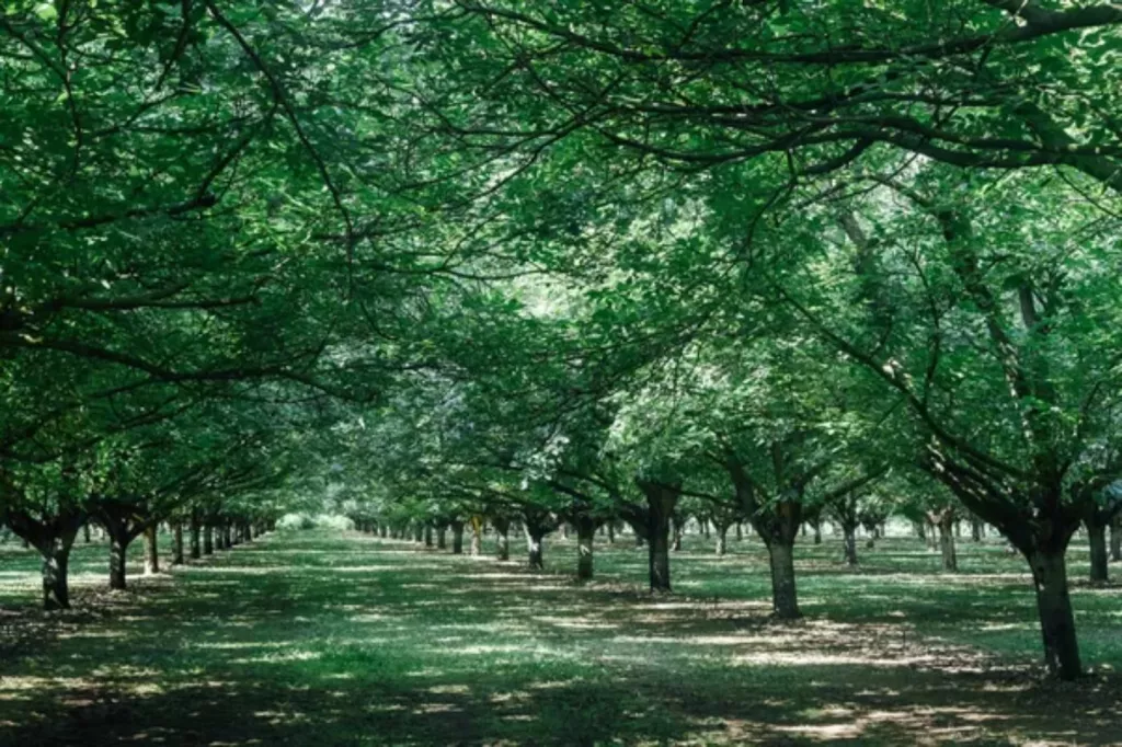 How Many Walnut Trees Should You Plant Per Acre? - 🐝 BootstrapBee.com - Actionable bootstrapping ...