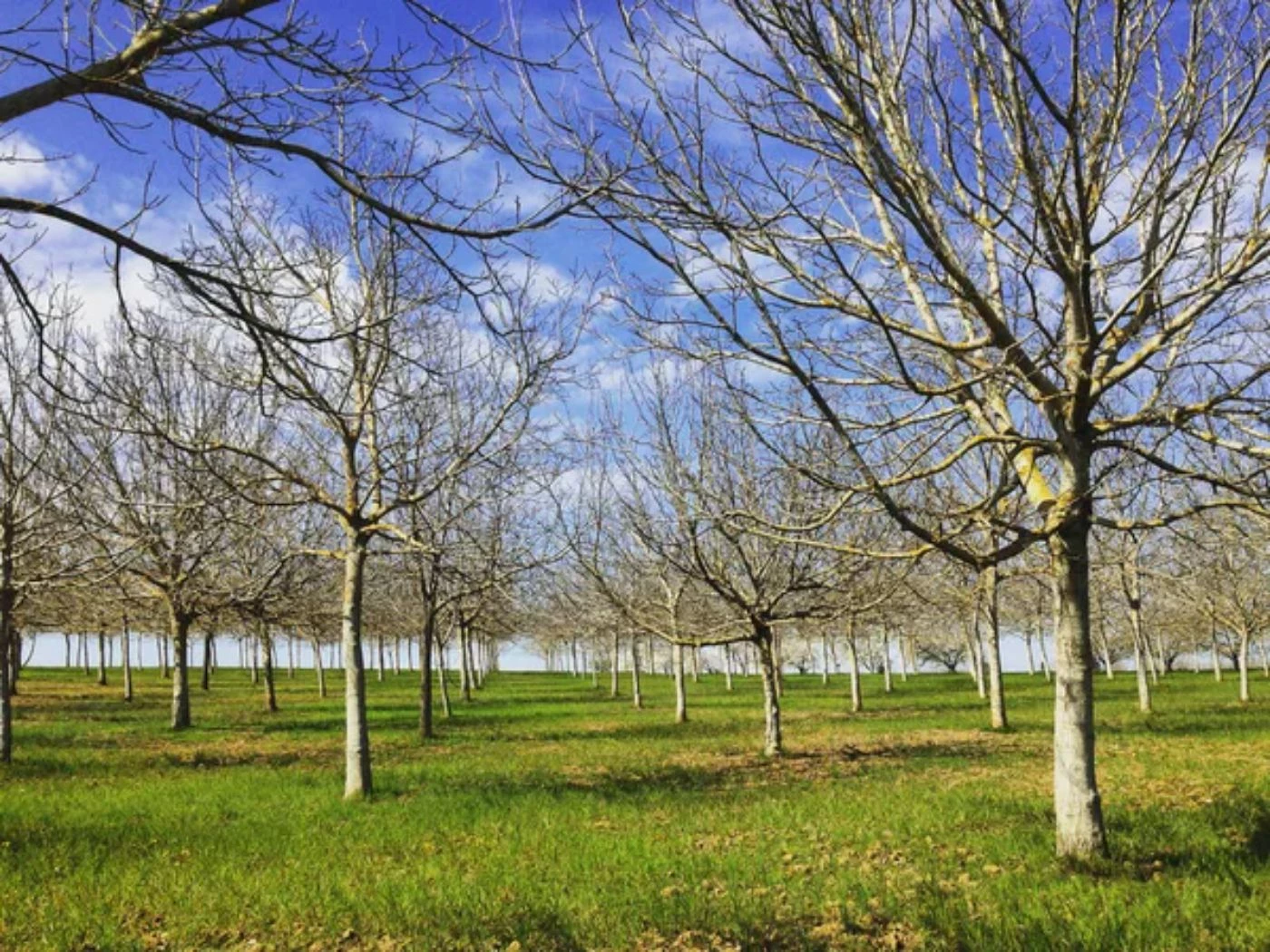 How Many Walnut Trees Should You Plant Per Acre? - 🐝 BootstrapBee.com - Actionable bootstrapping ...