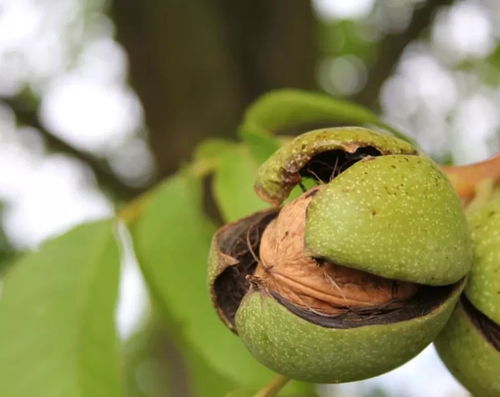 Walnut Yield per Hectare: What to Expect in Profits - 🐝 BootstrapBee.com - Actionable ...