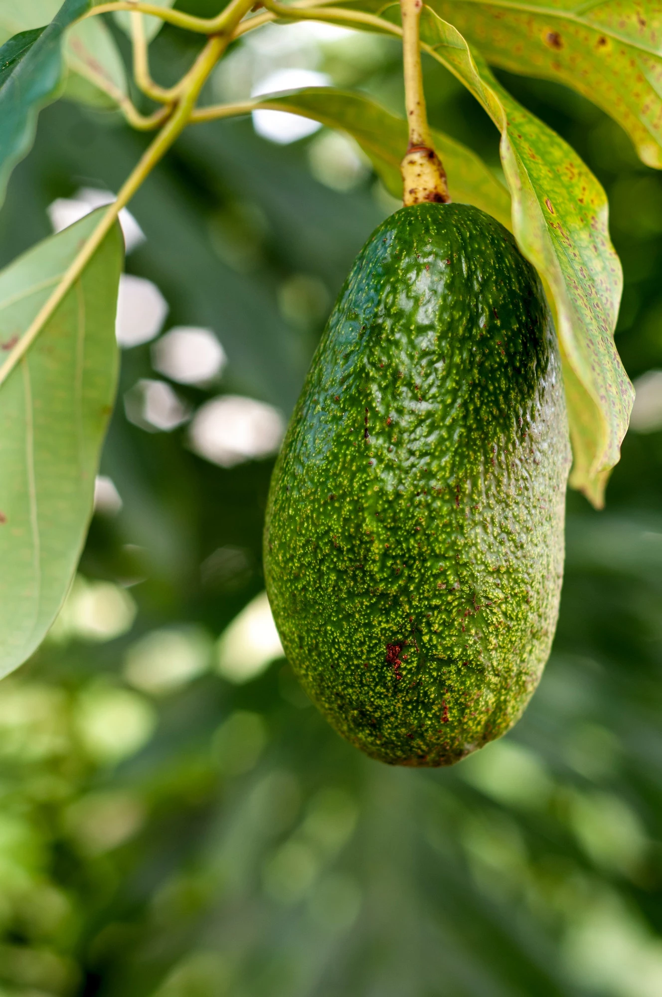 What Time of Year Do Avocado Trees Bear Fruit? (Season Chart) - 🐝 BootstrapBee.com - Actionable ...