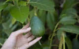 When to Pick Avocados (Harvest Chart) - 🐝 BootstrapBee.com - Actionable bootstrapping guides