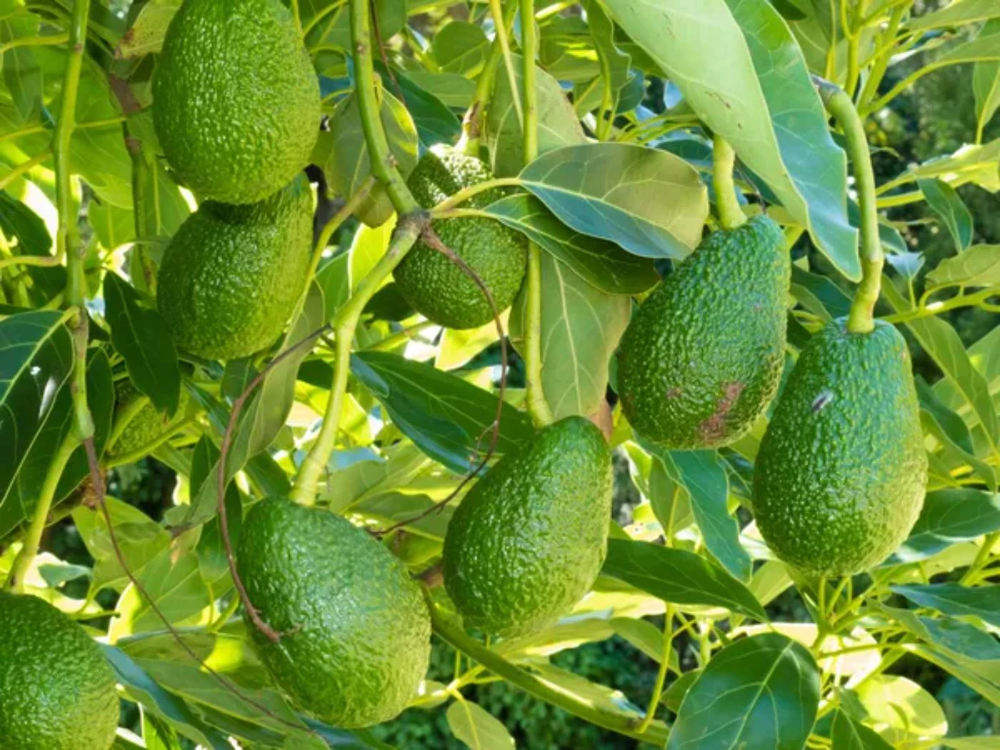 When Do Avocado Trees Produce Fruit? - 🐝 BootstrapBee.com - Actionable bootstrapping guides