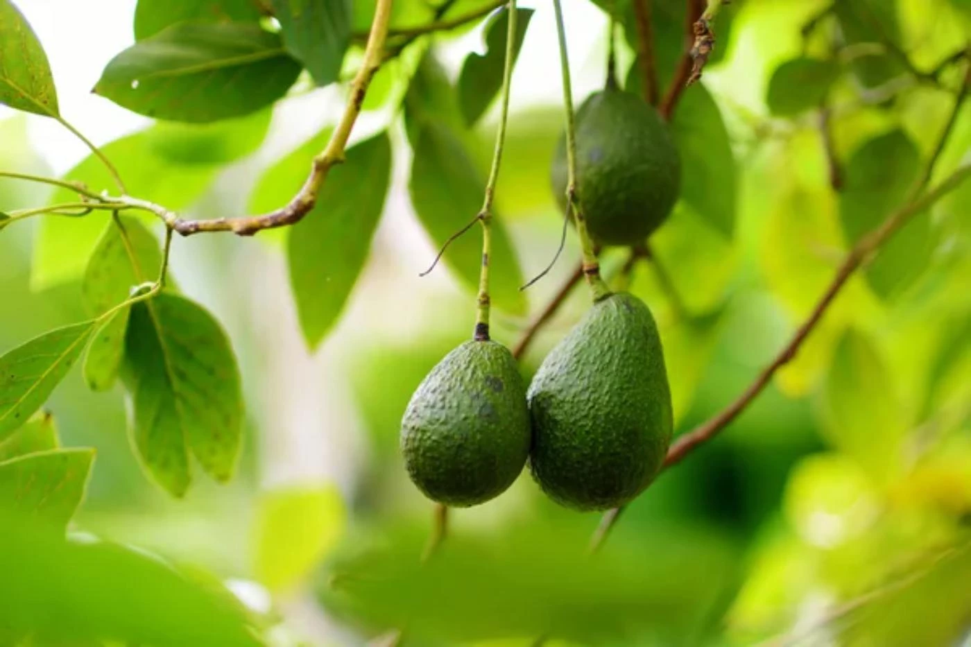 When Do Avocado Trees Produce Fruit? - 🐝 BootstrapBee.com - Actionable bootstrapping guides