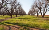 How Big Do Pecan Trees Get & What Yield to Expect - 🐝 BootstrapBee.com - Actionable ...