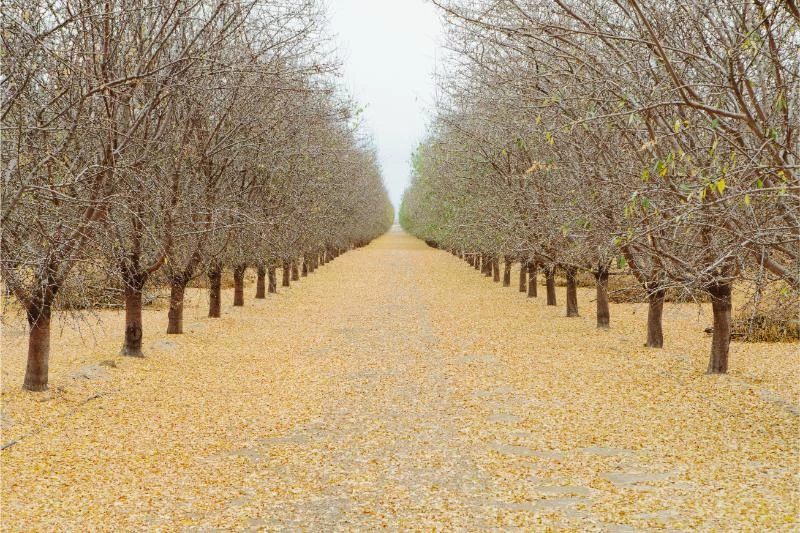 Where Do Pistachio Trees Grow? (Best Growing Zone) - 🐝 BootstrapBee.com ...