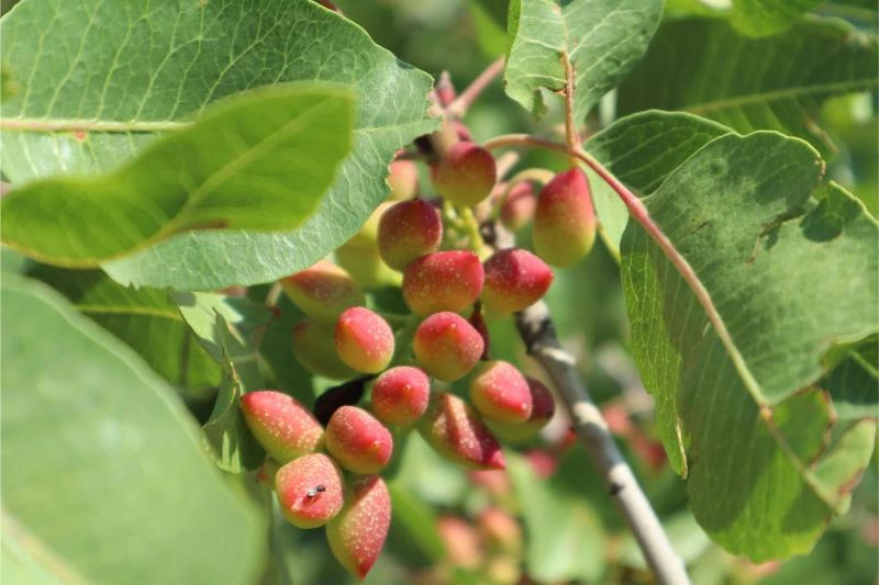 Where Do Pistachio Trees Grow? (Best Growing Zone) - 🐝 BootstrapBee.com ...
